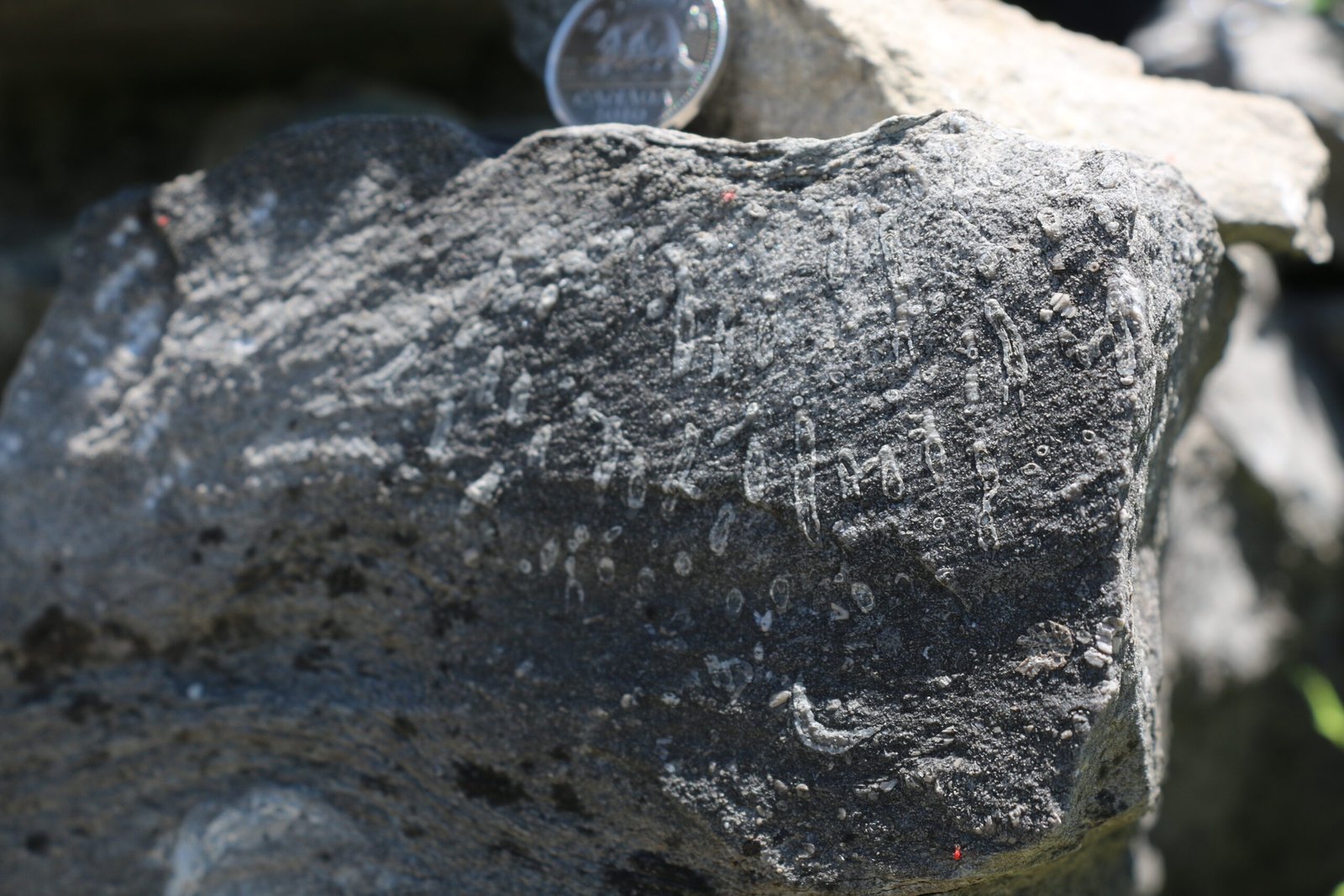 Rock, Water and Ice: The Journey of Niagara Falls - GeoscienceINFO